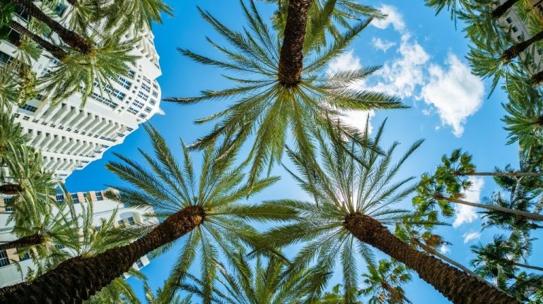 44 Fun and Interesting Facts About Miami You’ll Love